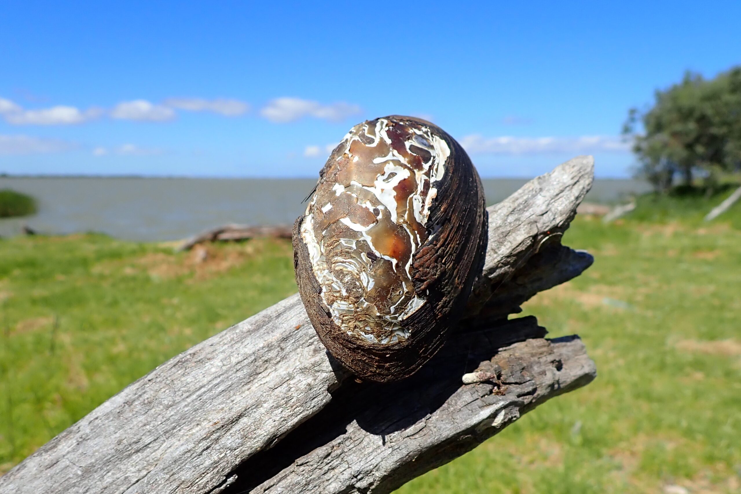 Muscles in the mud: engaging community power to monitor Lokeri ...