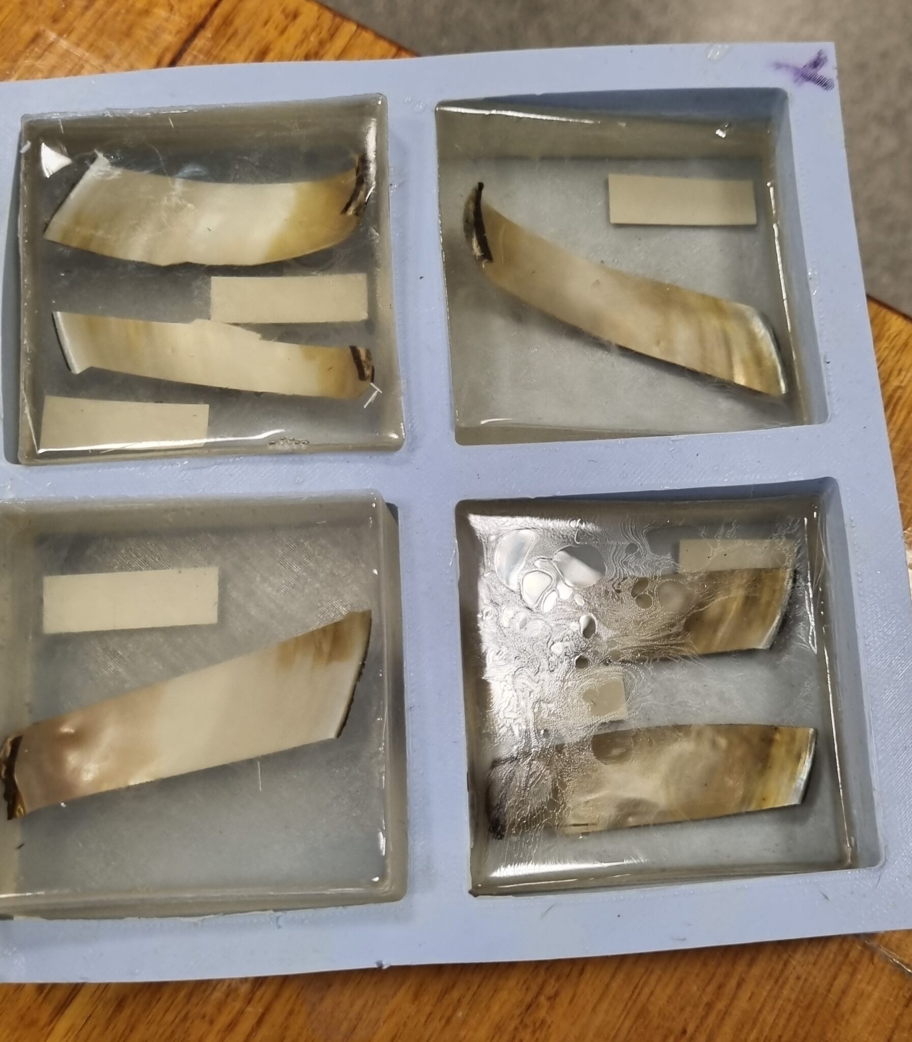 A day at the lab ageing Lokeri (floodplain mussels) | CLLMM Research Centre